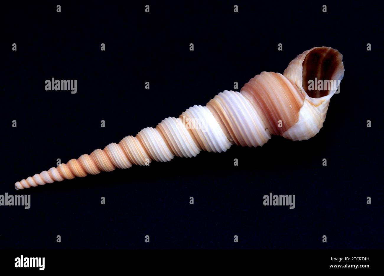 Turritella terebra hi-res stock photography and images - Alamy