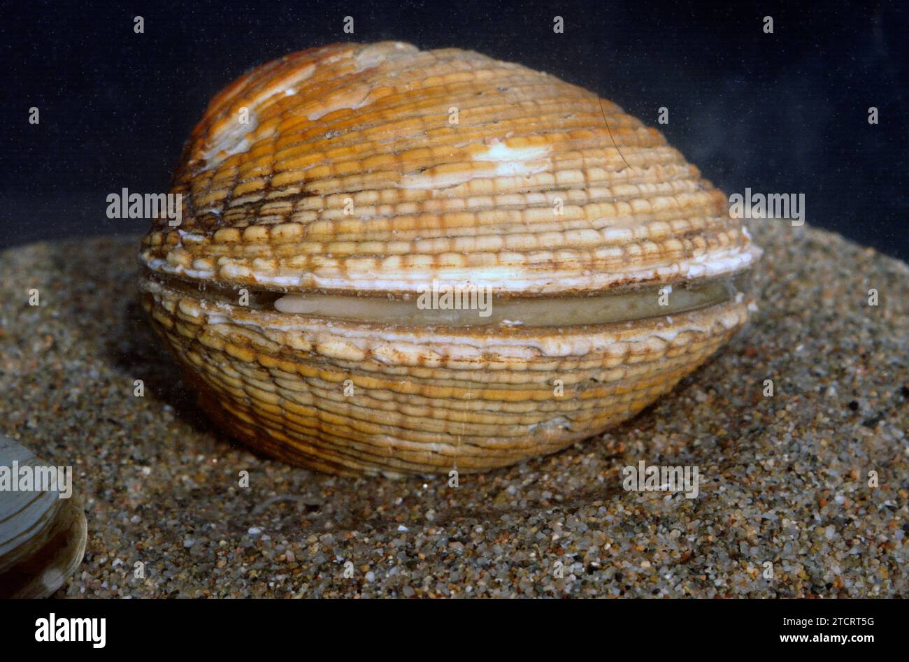 Warty venus shell hi-res stock photography and images - Alamy