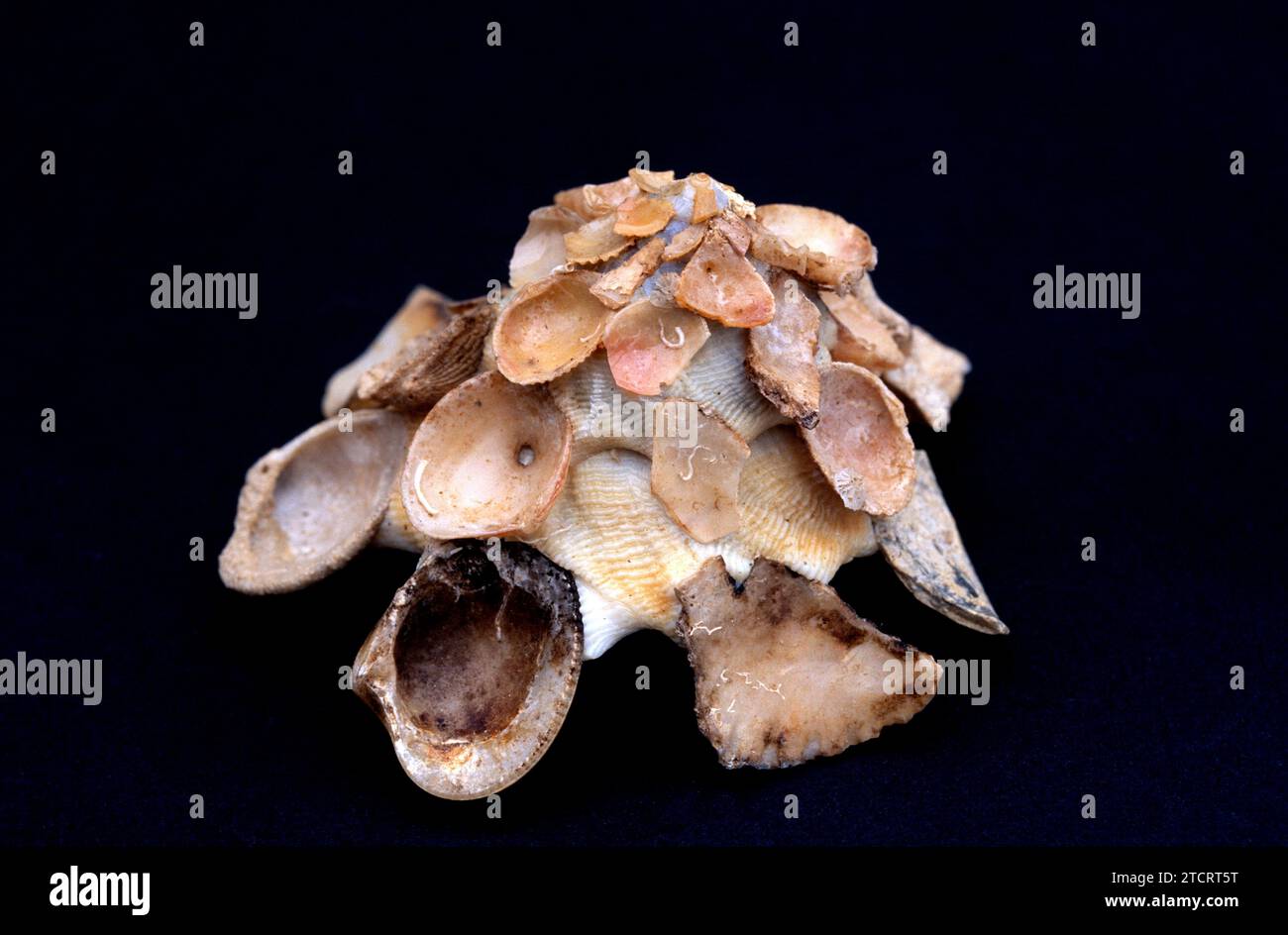 Mediterranean carrier shell (Xenophora crispa) is a marine snail that ...