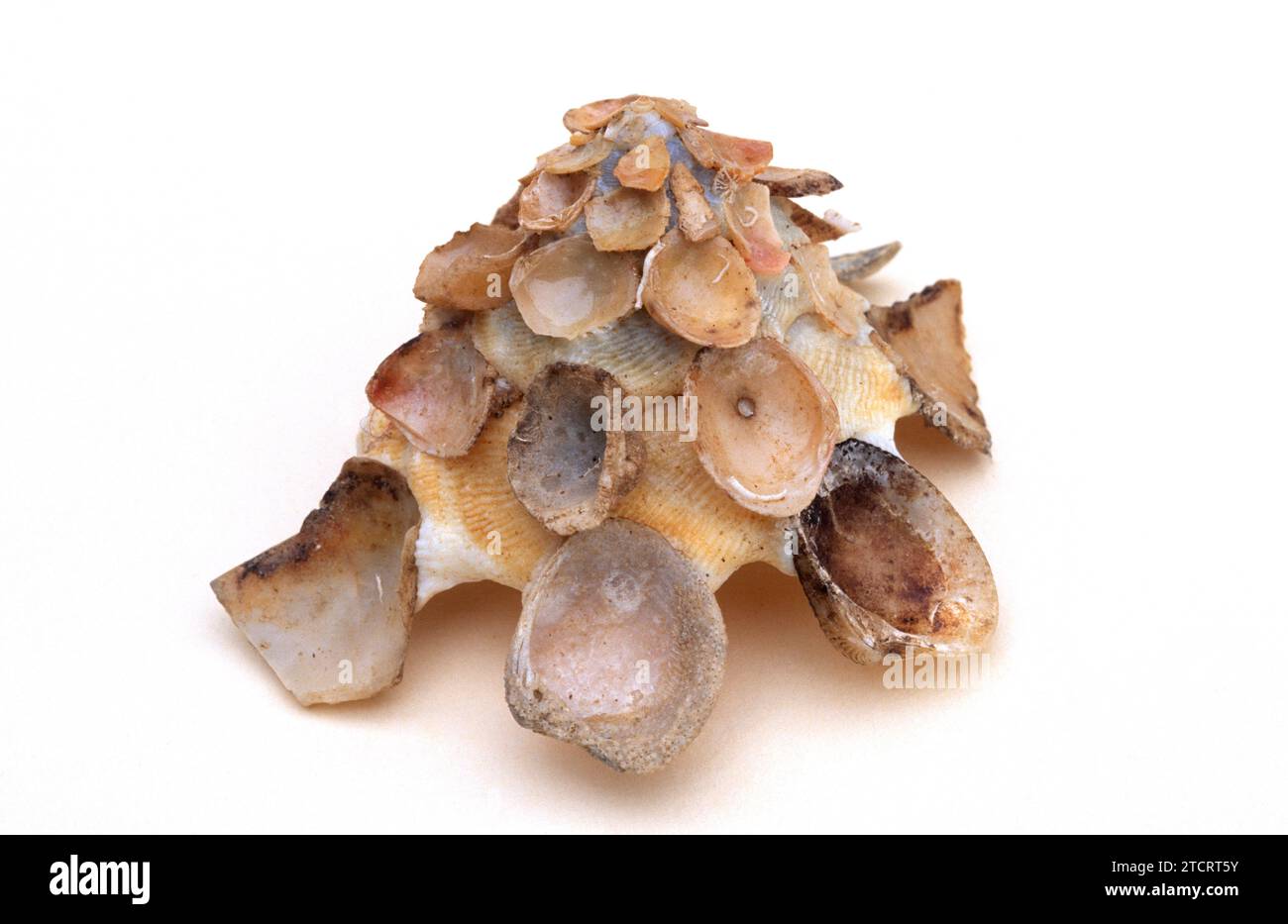 Mediterranean carrier shell (Xenophora crispa) is a marine snail that ...