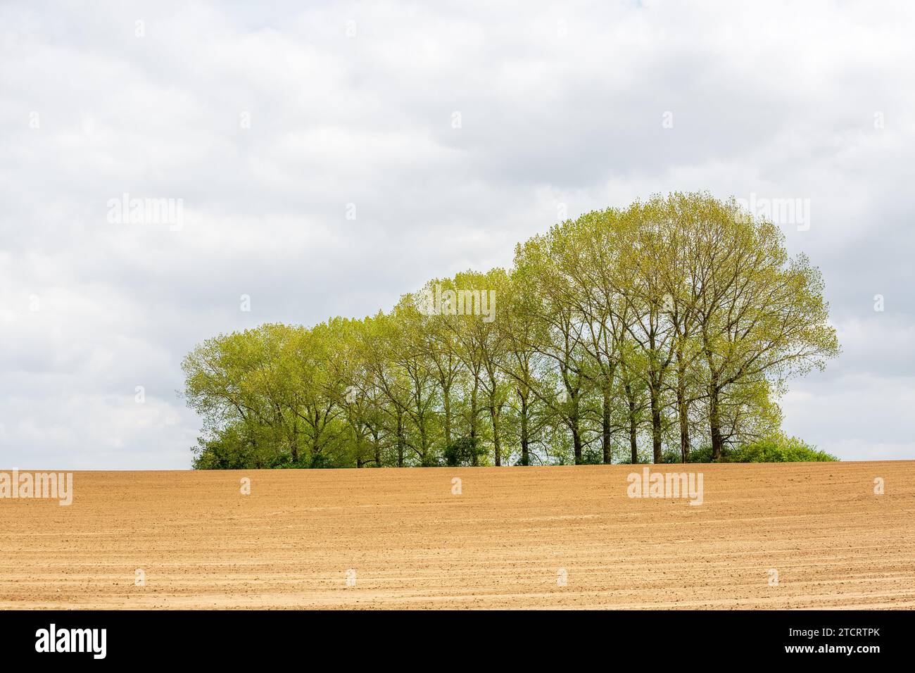 Foliage hedge hi-res stock photography and images - Alamy