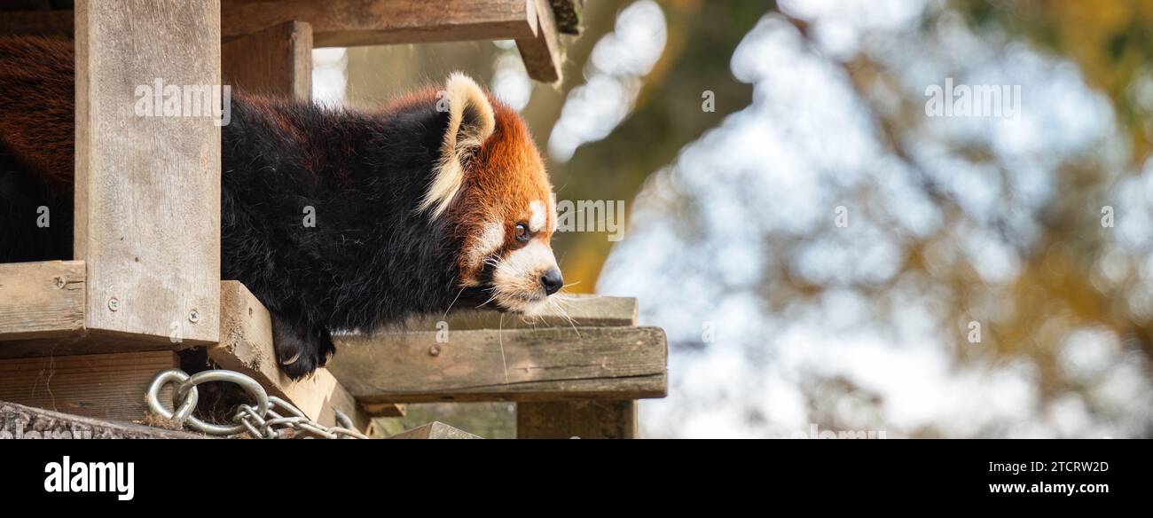 Cute red panda living in a zoo in Japan with tree branch, wooden house ...