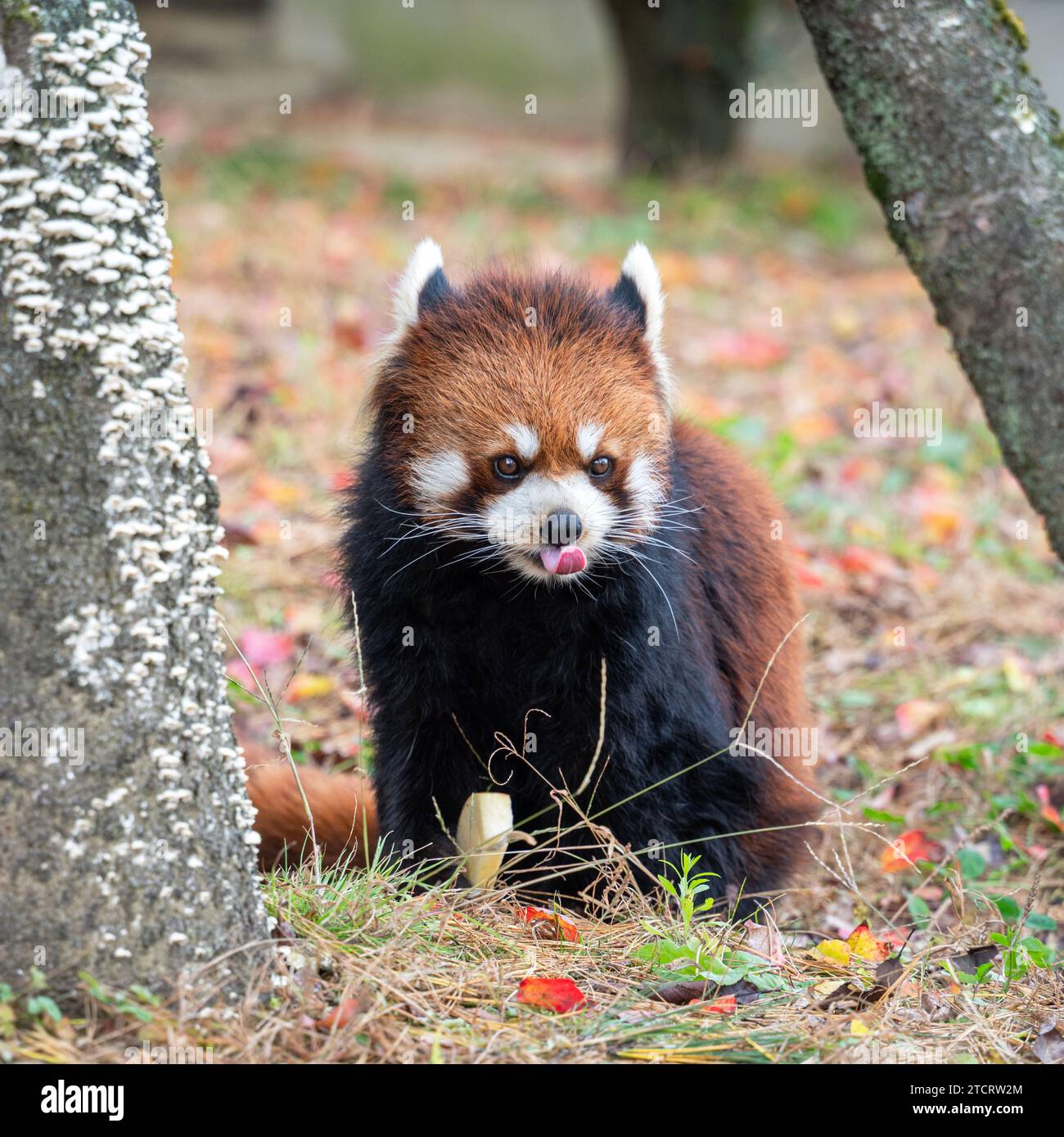 Cute red panda living in a zoo in Japan with tree branch, wooden house ...