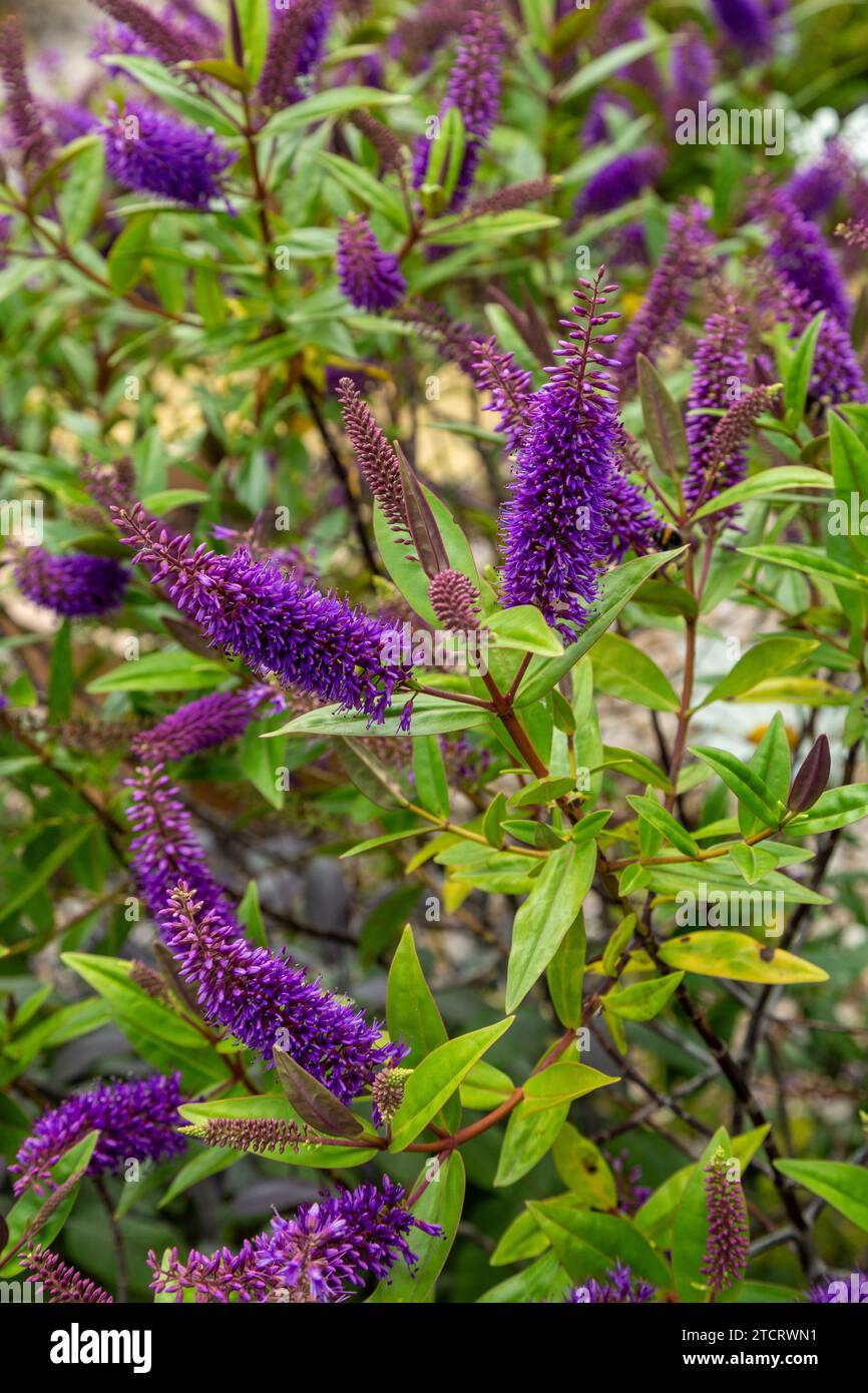 Garden border hebe hi-res stock photography and images - Alamy