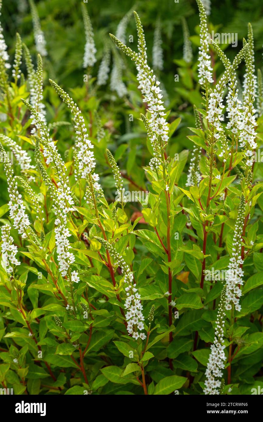 Forming a clump hi-res stock photography and images - Alamy