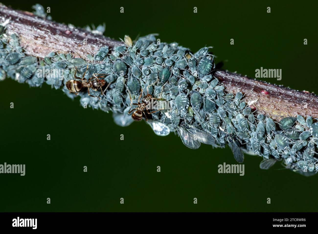 Pest infestation hi-res stock photography and images - Alamy