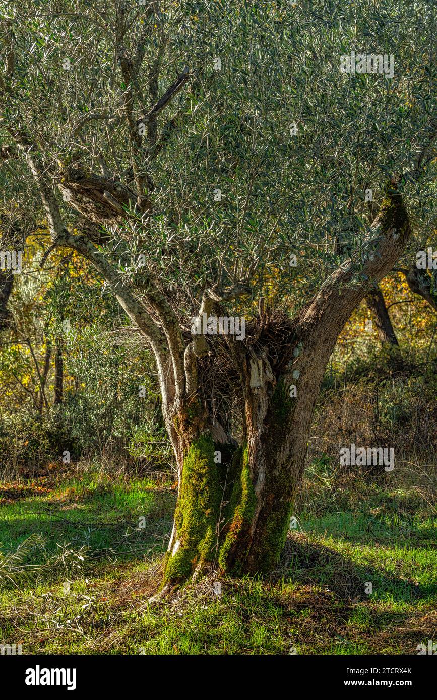 Olive grove hi-res stock photography and images - Alamy