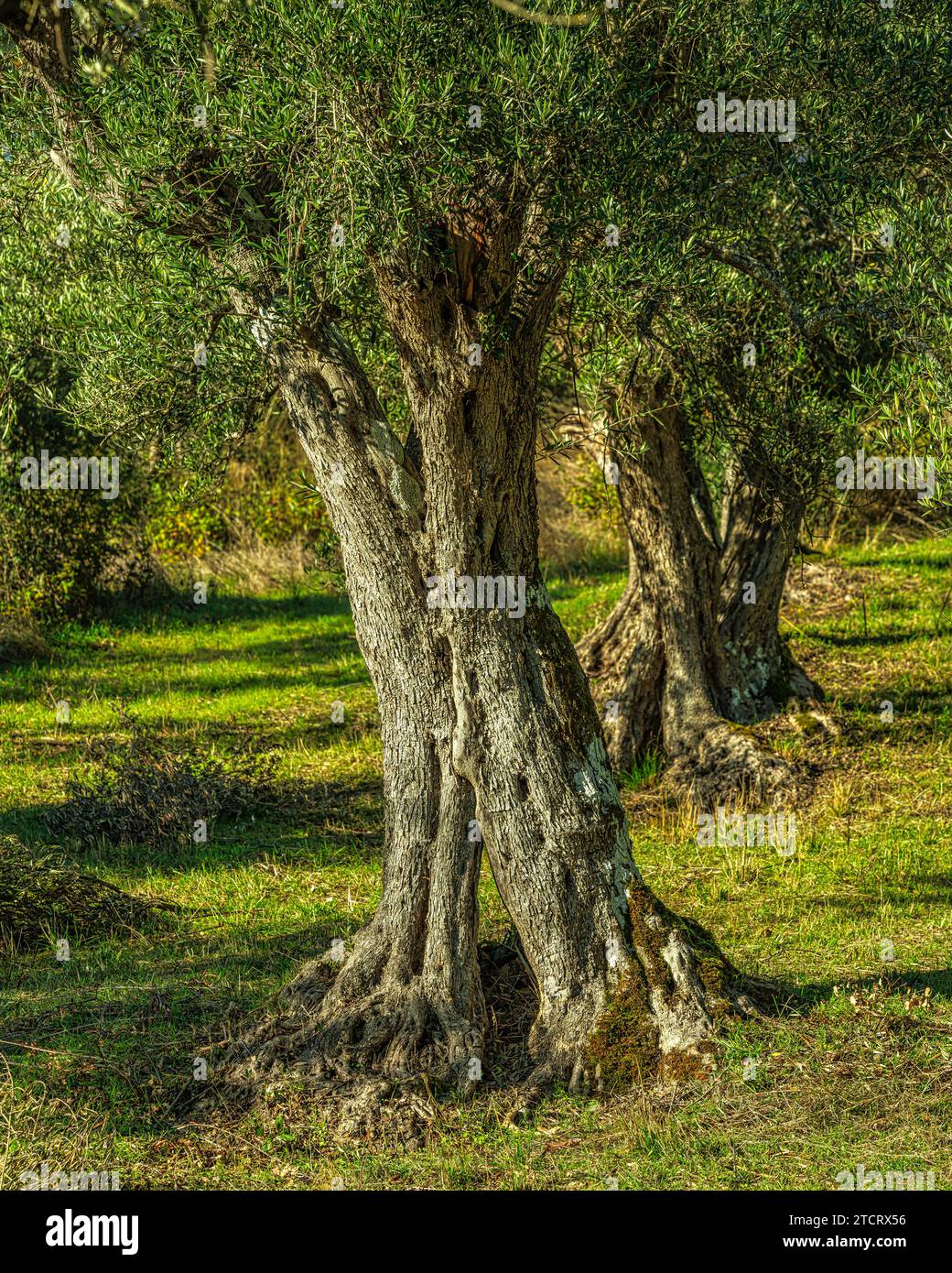 Centuries-old olive tree in a mountain olive grove. Prezza, province of ...