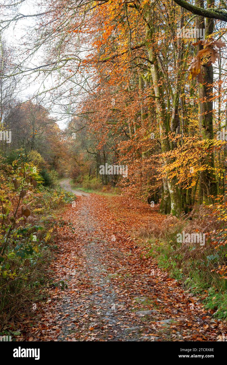 Loch lomond national park walk hi-res stock photography and images - Alamy