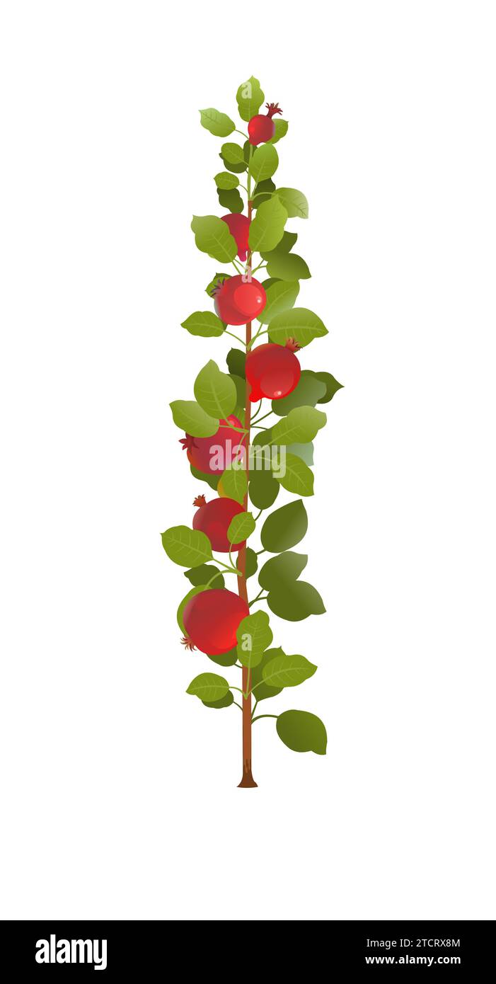 Branches of pomegranate fruit. Young tree seedling. Ripe and red ...