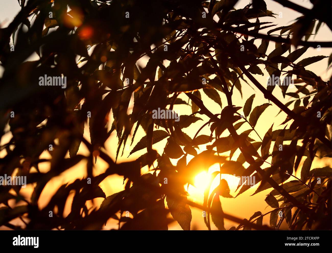 Sunset Through Leaves Stock Photo - Alamy
