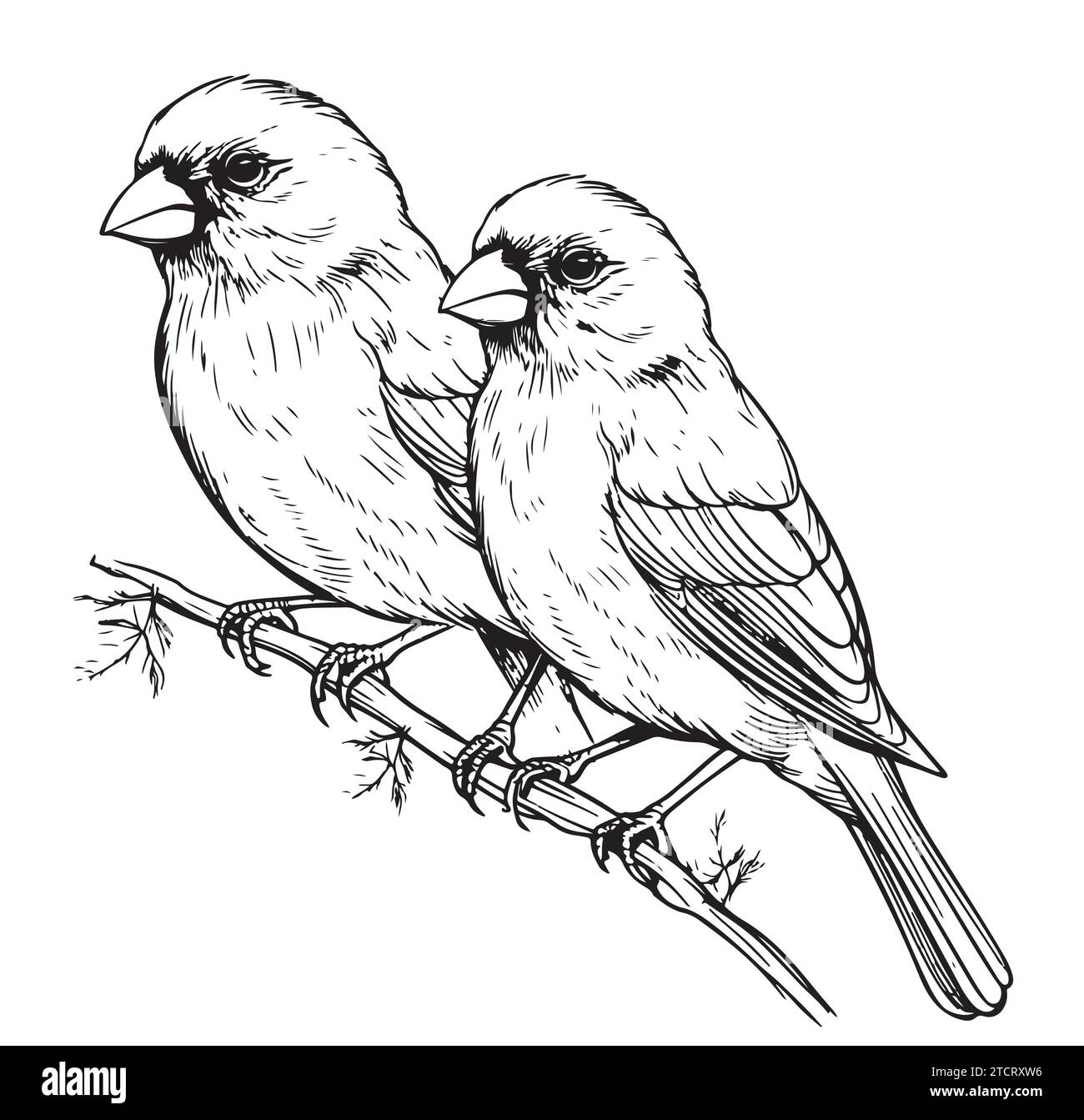 Black and white sketch of a canary bird sitting on a branch on white ...
