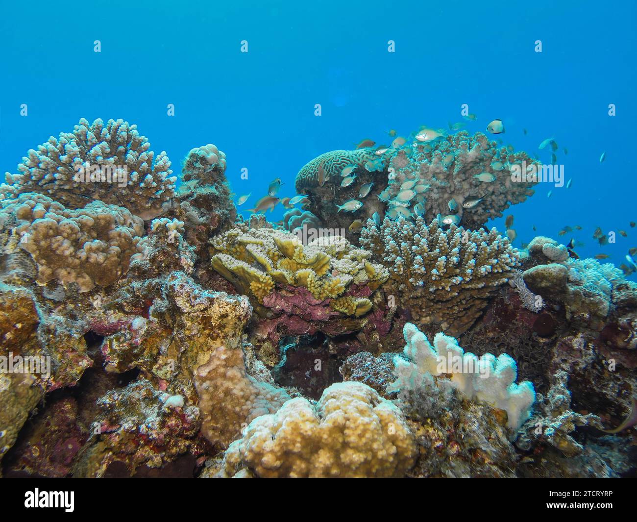 Korallenlandschaft, Riff, Unterwasser-Foto, Tauchplatz Umm Sid, Dahab ...
