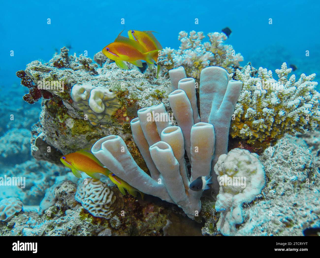 Korallen unterwasser unterwasser riff fisch hi-res stock photography ...