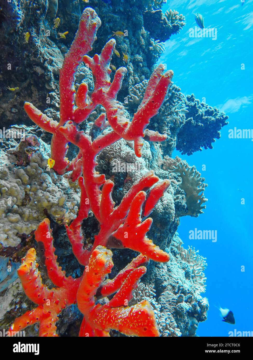 Rotkoralle, Unterwasser-Foto, Tauchplatz Lighthouse, Dahab, Golf von ...
