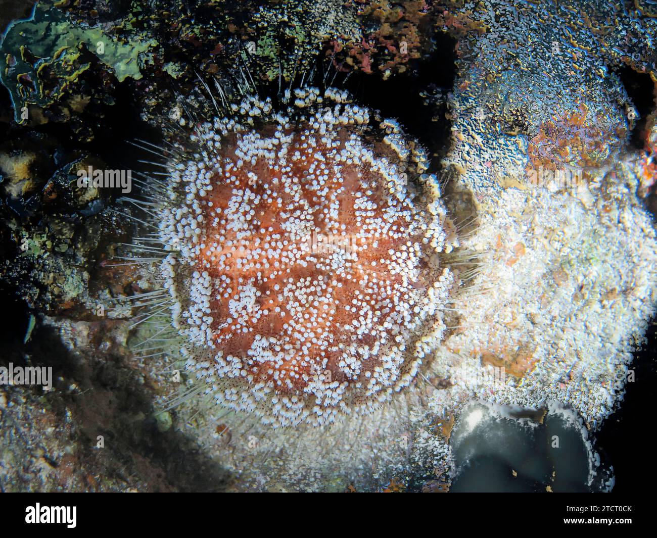 Rotmeer-Feuerseeigel Asthenosoma marisrubri, Nachtaufnahme, Unterwasser ...
