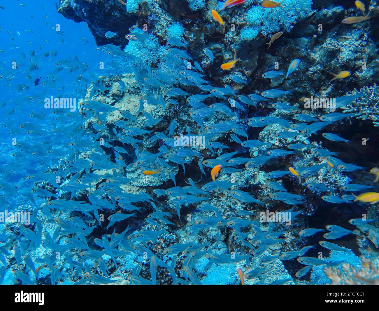 Schwarm Glasfische Parapriacanthus ransonneti, Unterwasser-Foto ...