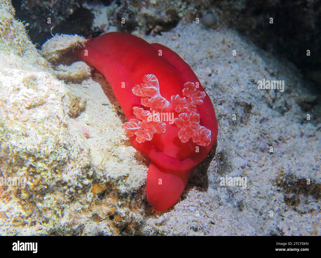 Schnecke, Spanische Tänzerin, Nachtaufnahme, Unterwasser-Foto ...