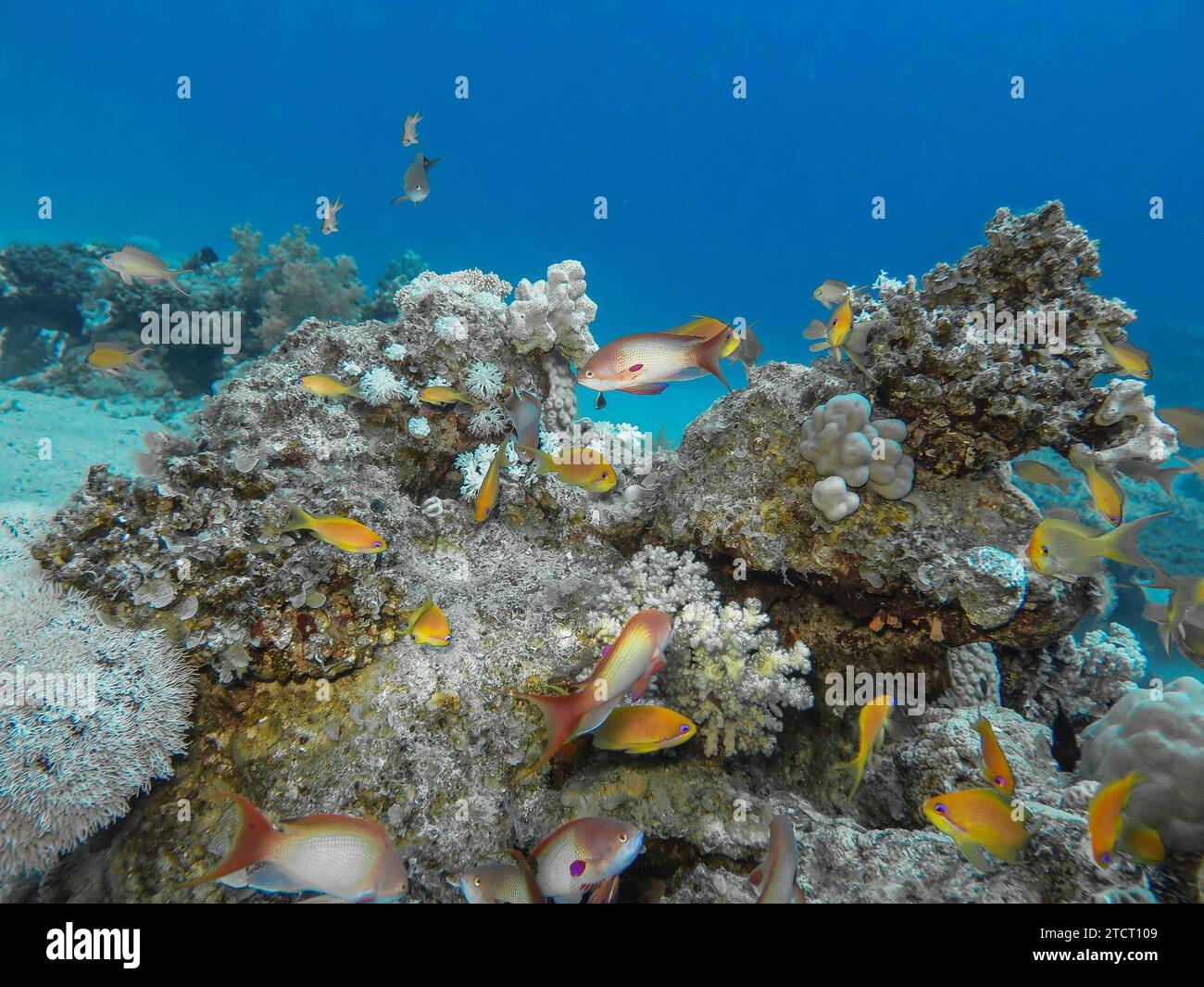 Korallenlandschaft, Riff, Unterwasser-Foto, Tauchplatz El Shugarat ...