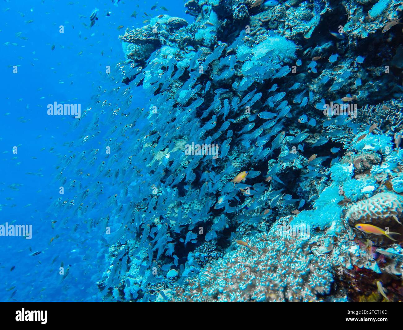 Schwarm Glasfische Parapriacanthus ransonneti, Unterwasser-Foto ...