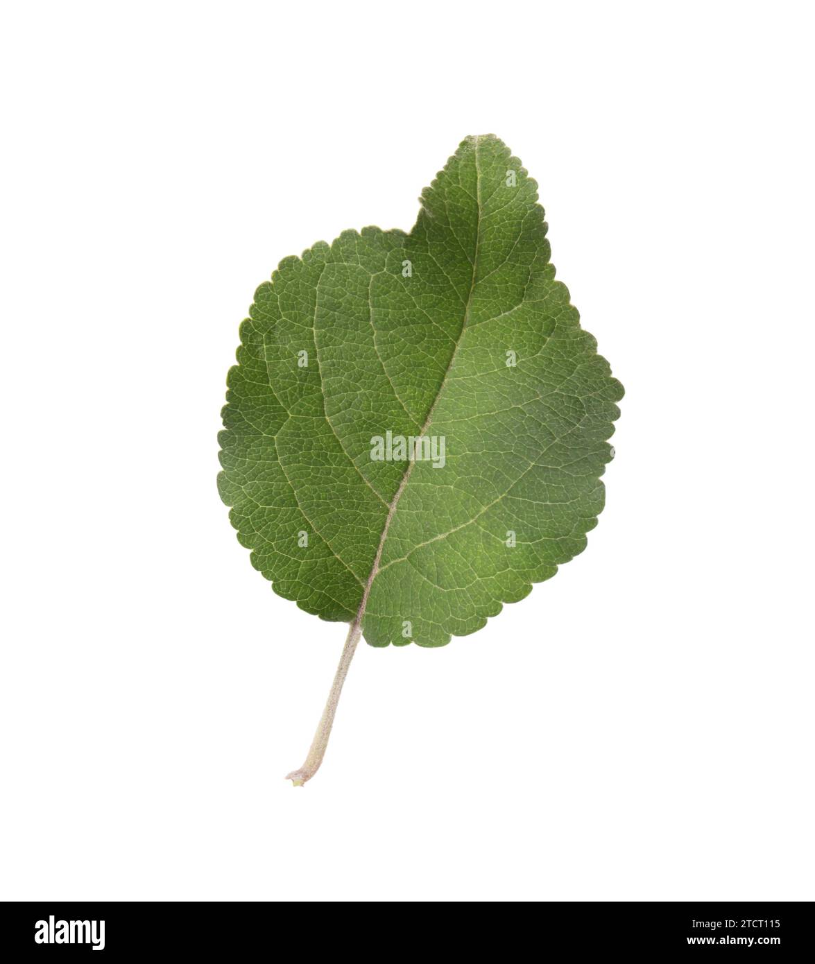 One fresh apple tree leaf isolated on white Stock Photo - Alamy