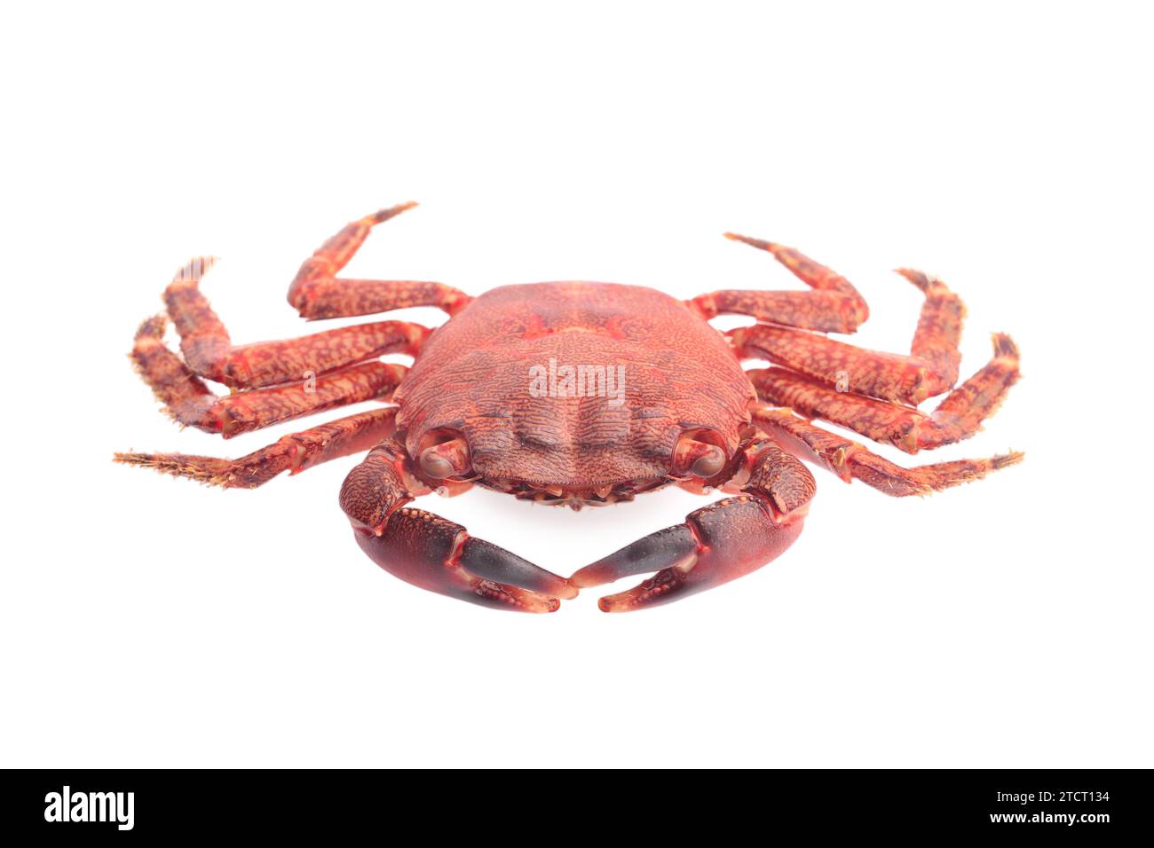 One single boiled crab Cut Out Stock Images & Pictures - Alamy