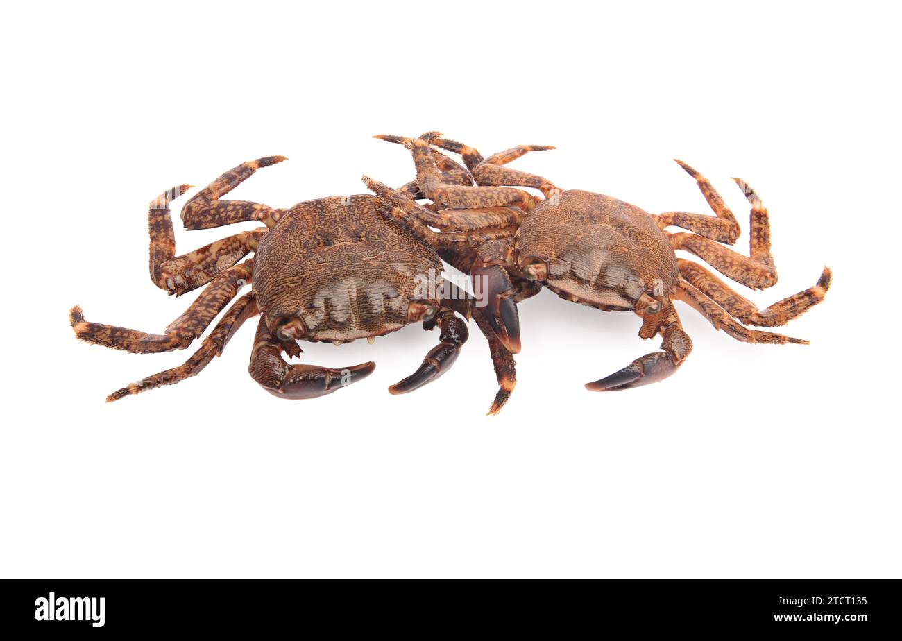 Two fresh raw crabs isolated on white Stock Photo - Alamy