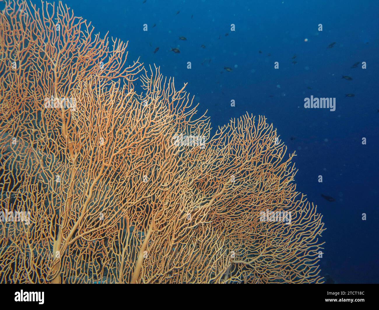 Gorgonienkoralle Octocorallia, Unterwasser-Foto, Tauchplatz Gabr El ...