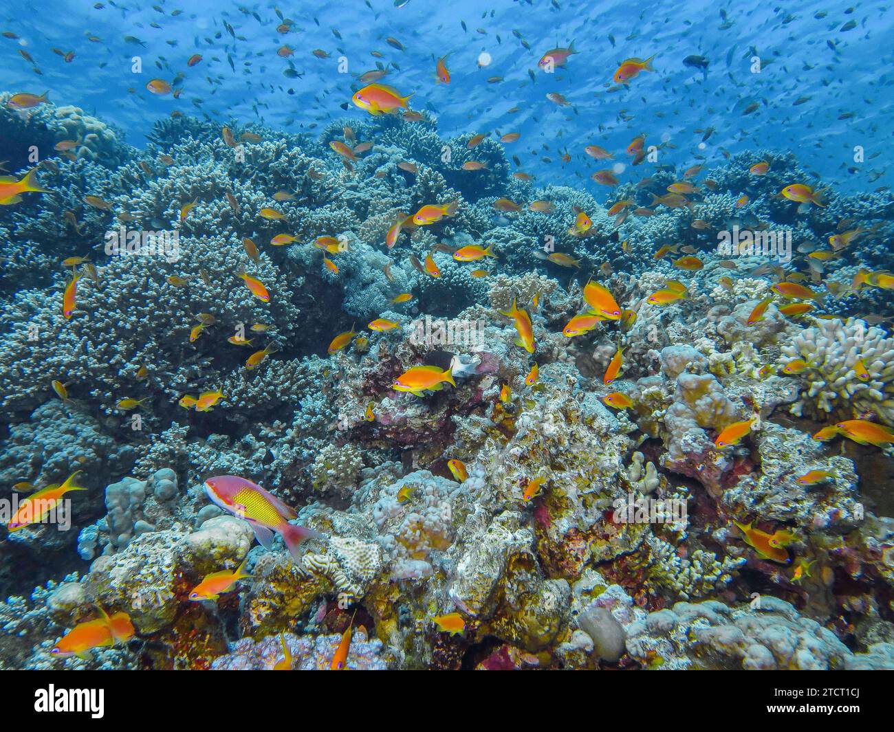 Juwelen Fahnenbarsche, Korallen, Unterwasser-Foto, Tauchplatz Blue Hole ...