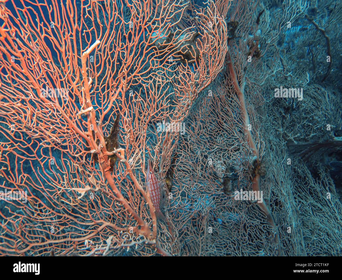 Gorgonienkoralle Octocorallia, Unterwasser-Foto, Tauchplatz El Shugarat ...