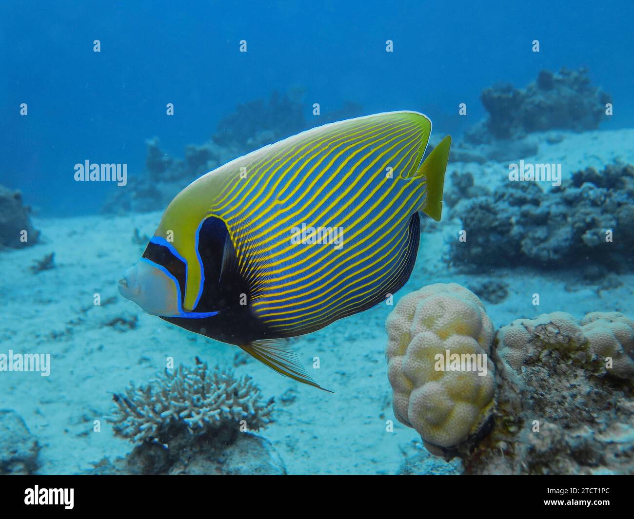 Imperator kaiserfisch pomacanthus imperator hi-res stock photography ...