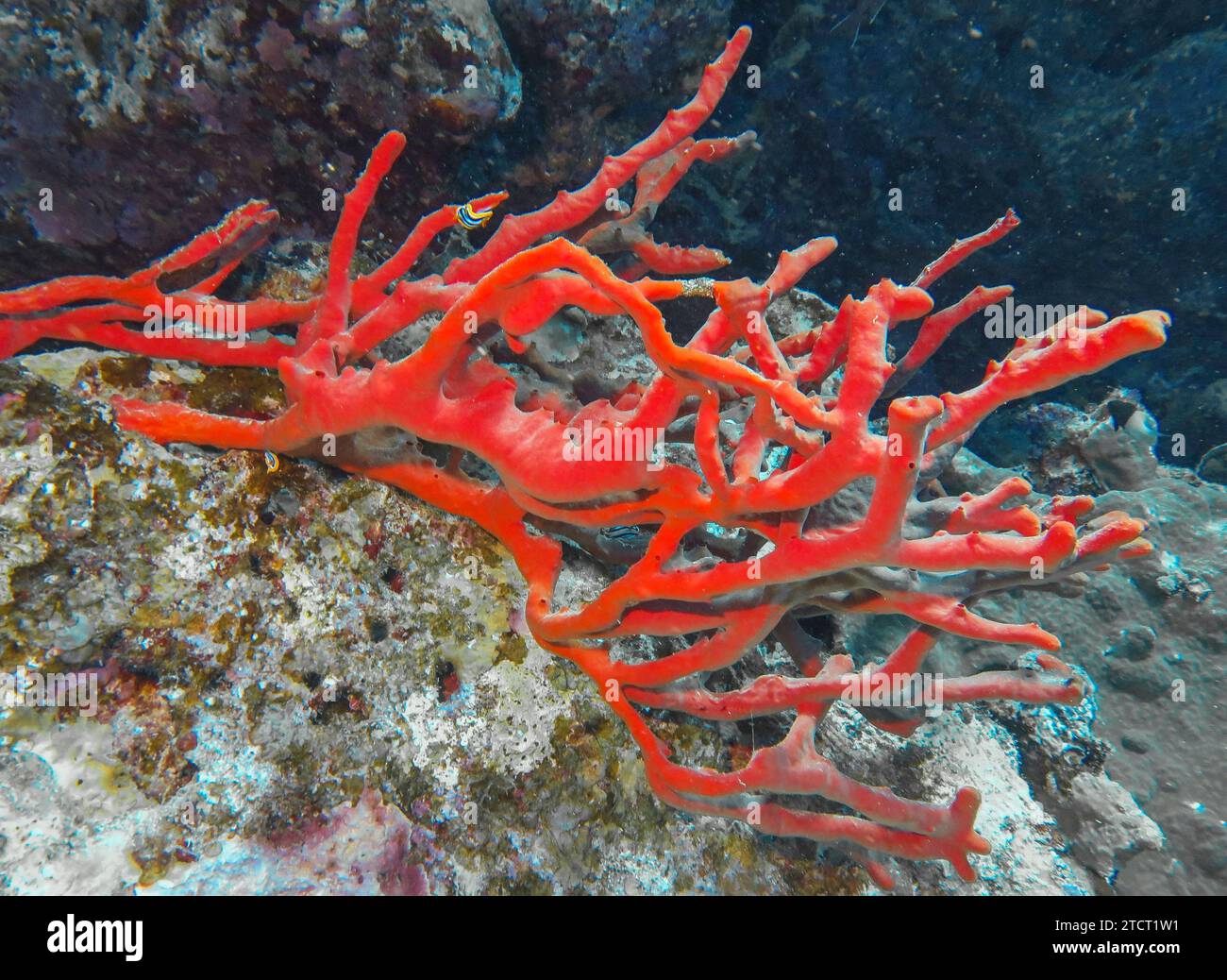 Rotkoralle, Unterwasser-Foto, Tauchplatz Lighthouse, Dahab, Golf von ...