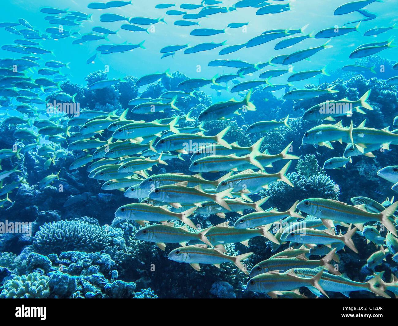 Schwarm gelbe Schnapperfische, Unterwasser-Foto, Tauchplatz The Islands ...