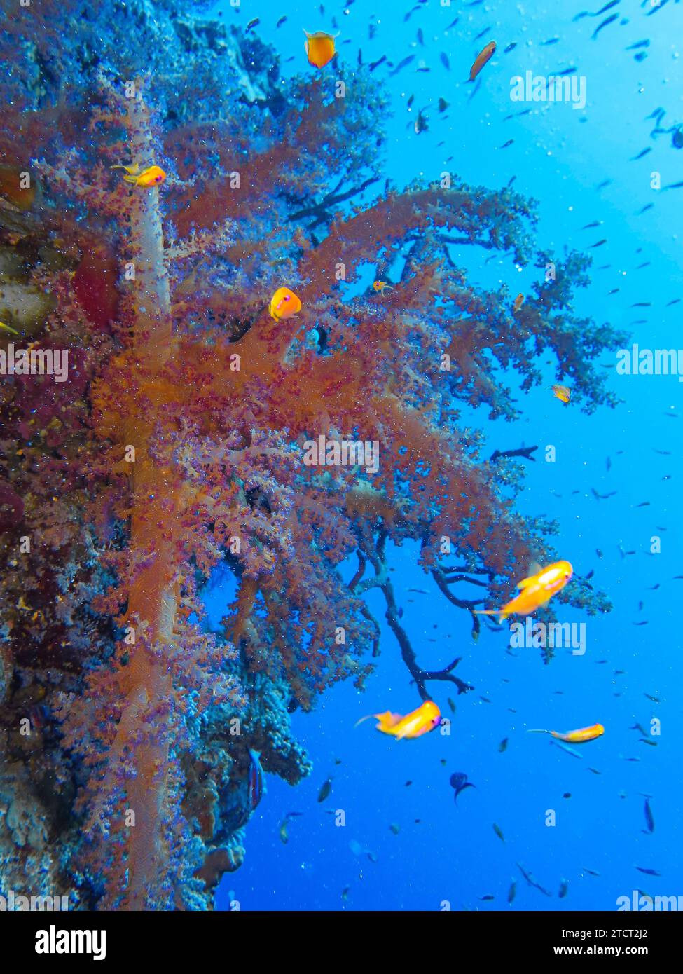 Bunte Weichkoralle Dendronephthya, Unterwasser-Foto, Tauchplatz Blue Hole, Dahab, Golf von Akaba ...
