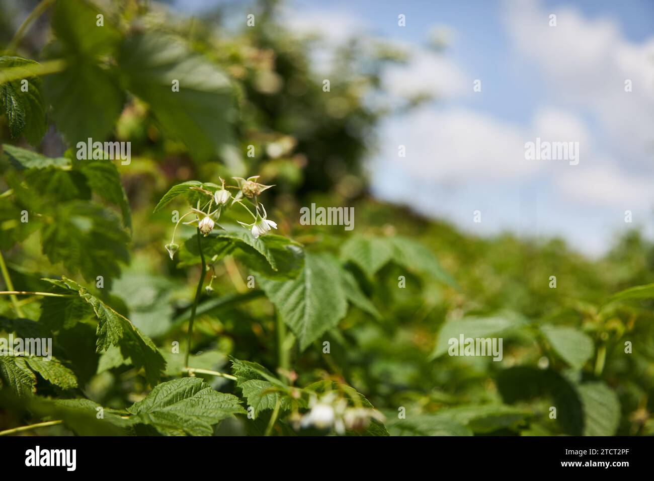 raspberry bush grows and blooms in the garden in summer Stock Photo - Alamy
