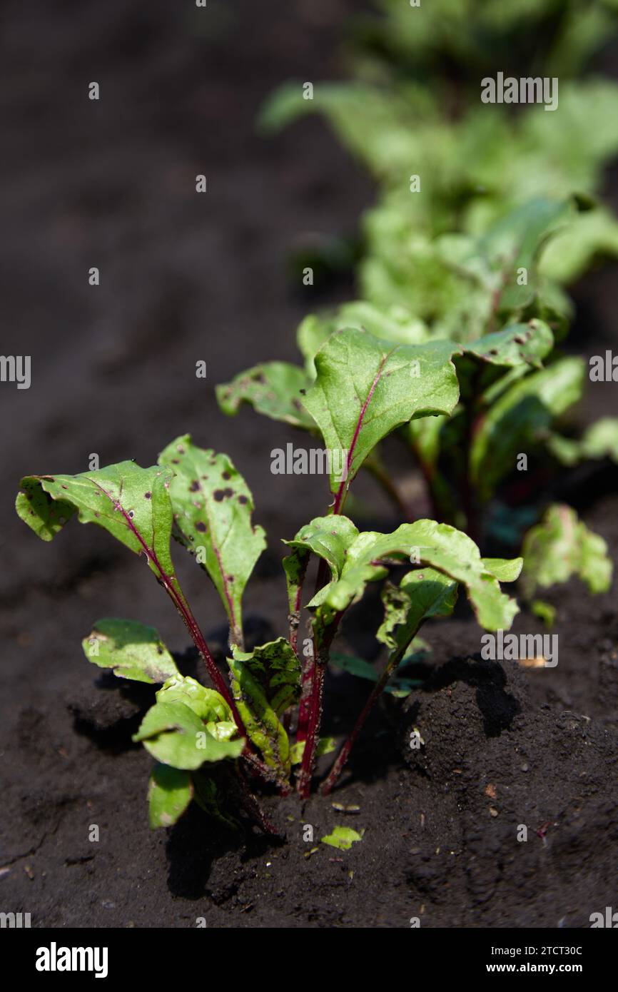 Young red beetroot seedlings in hi-res stock photography and images - Alamy