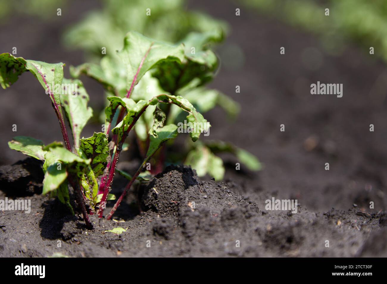 Beetroot plants in a row in garden Stock Photo - Alamy