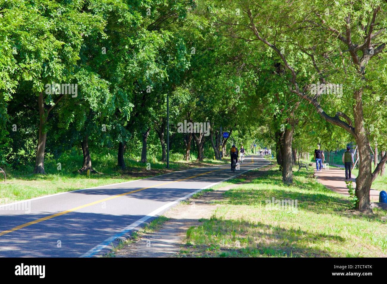 Seoul, South Korea - June 3, 2023: A cyclist journeys along a tree ...
