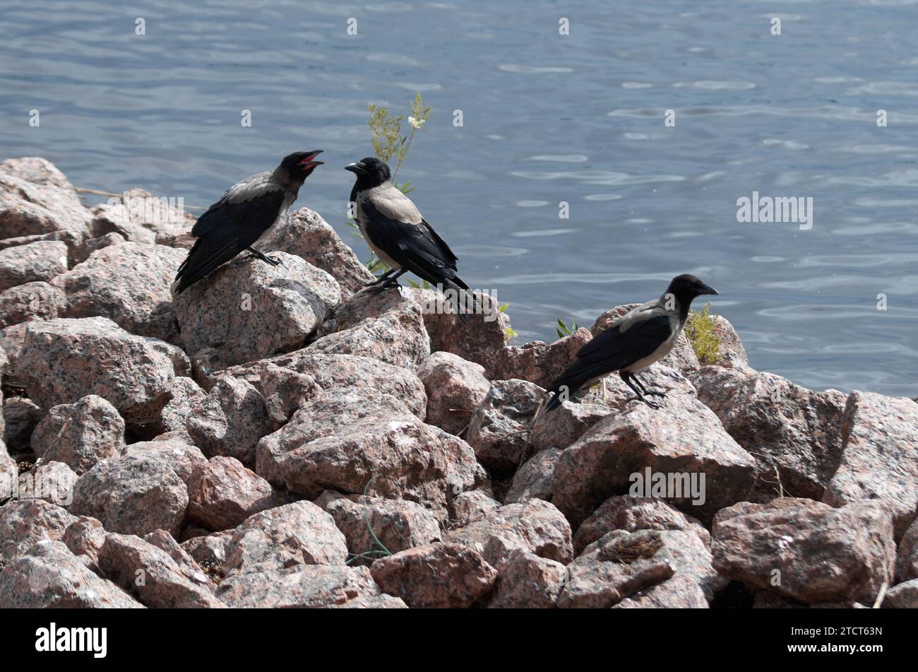 Crows rocks hi-res stock photography and images - Alamy