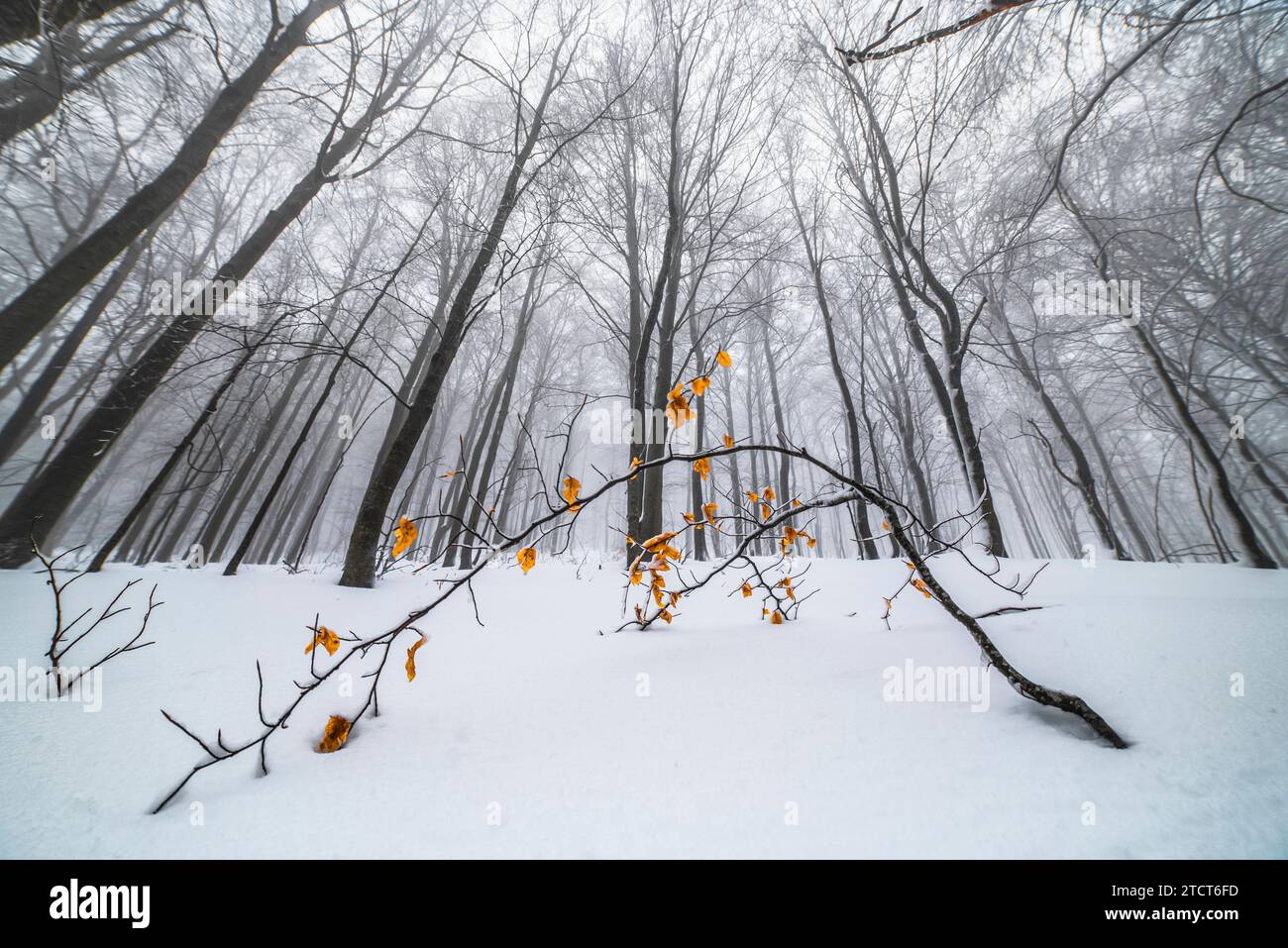Snow covered winter forest with a touch of color Stock Photo - Alamy
