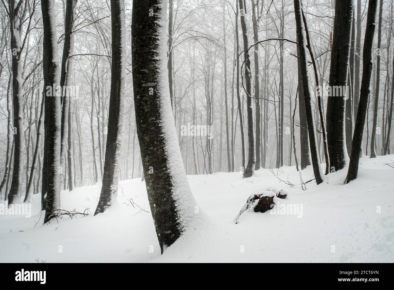 Beech tree snow december hi-res stock photography and images - Alamy