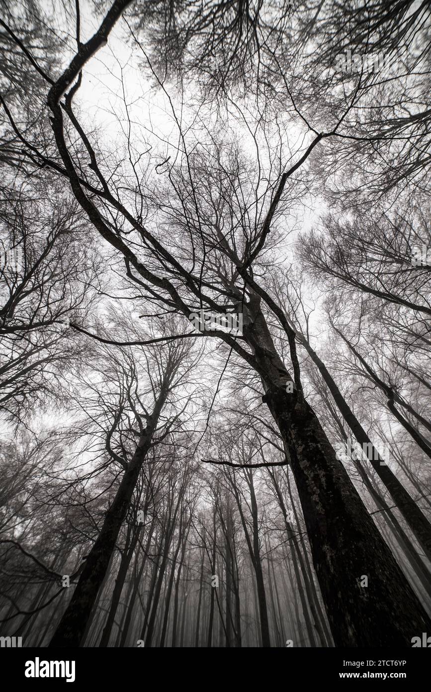 Low angle shot of a terrorizing forest Stock Photo - Alamy