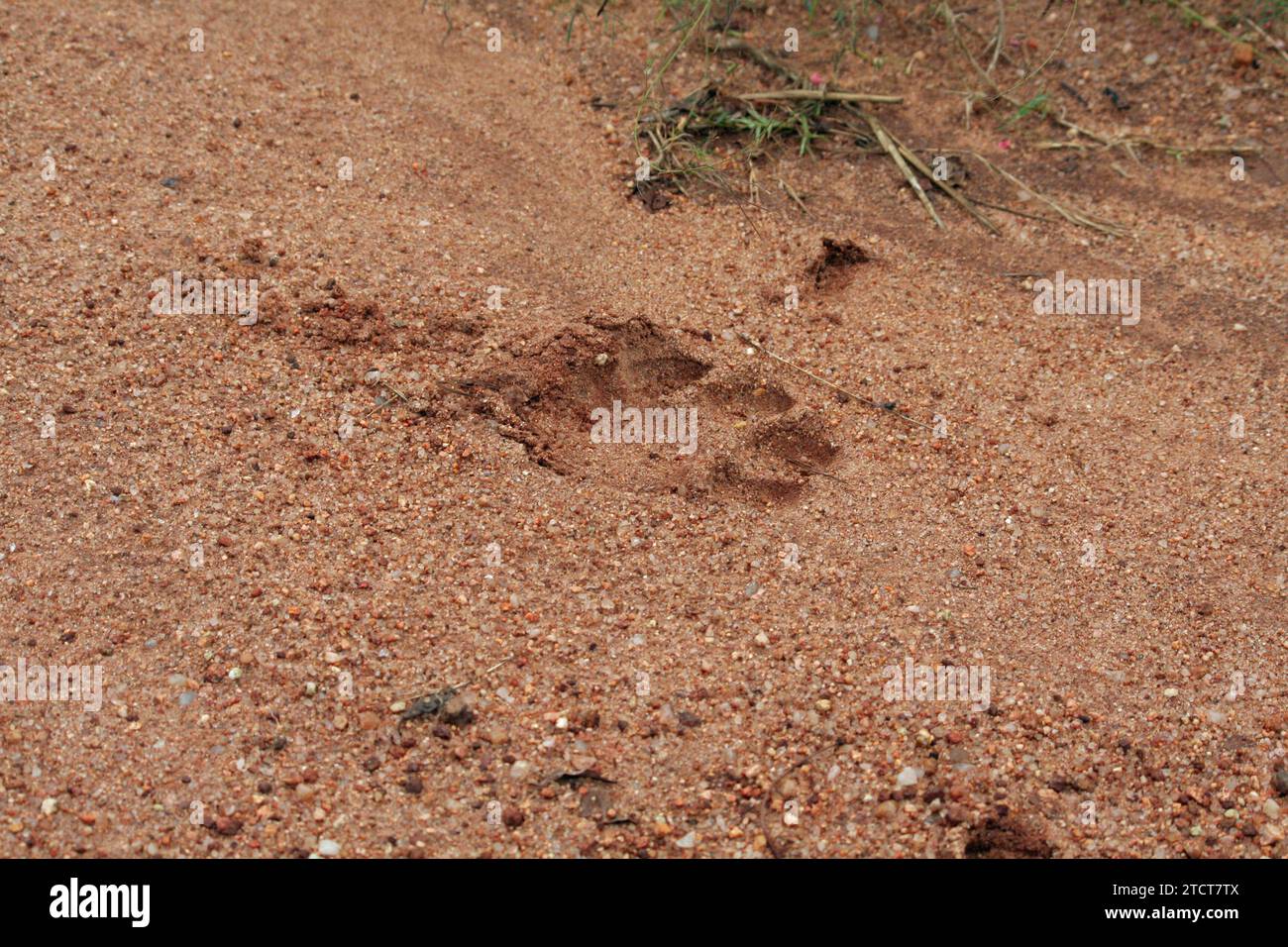Impression of lion spoor, track, in soft sand on side of road, in ...