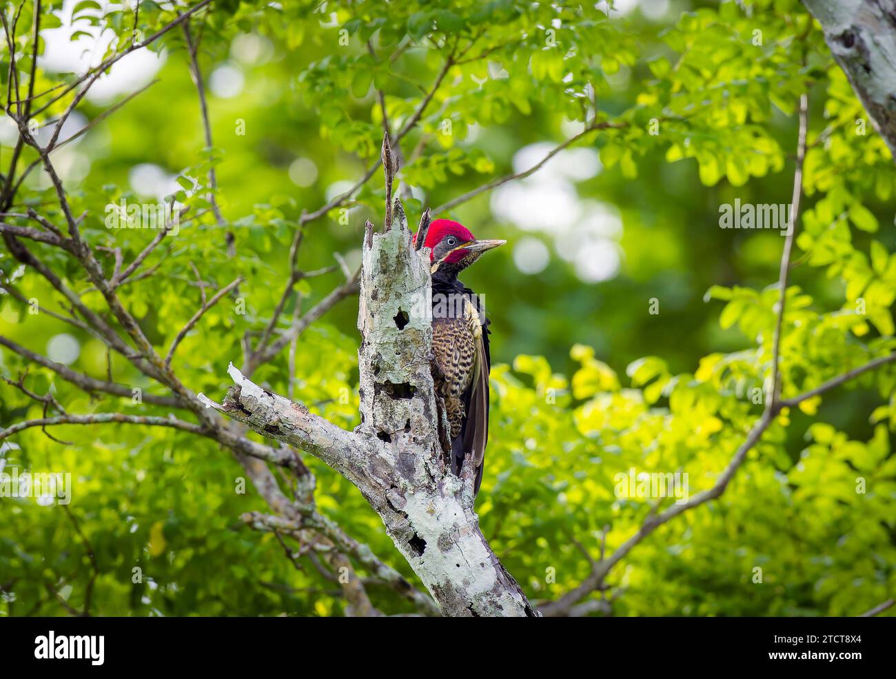 Prominent woodpecker hi-res stock photography and images - Alamy