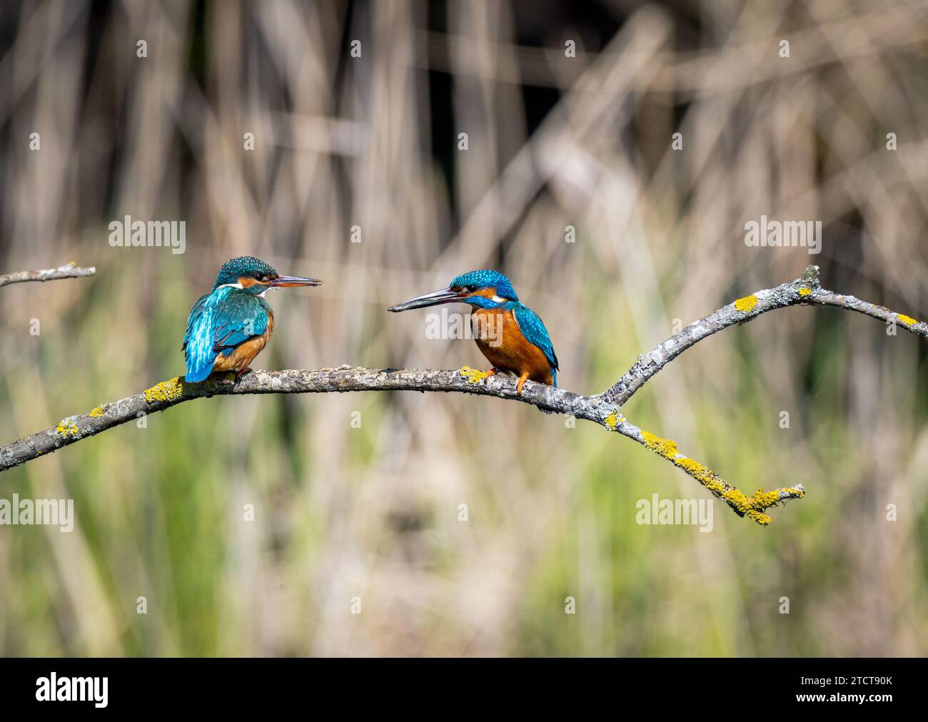 Kingfishers mating ritual UK Stock Photo - Alamy