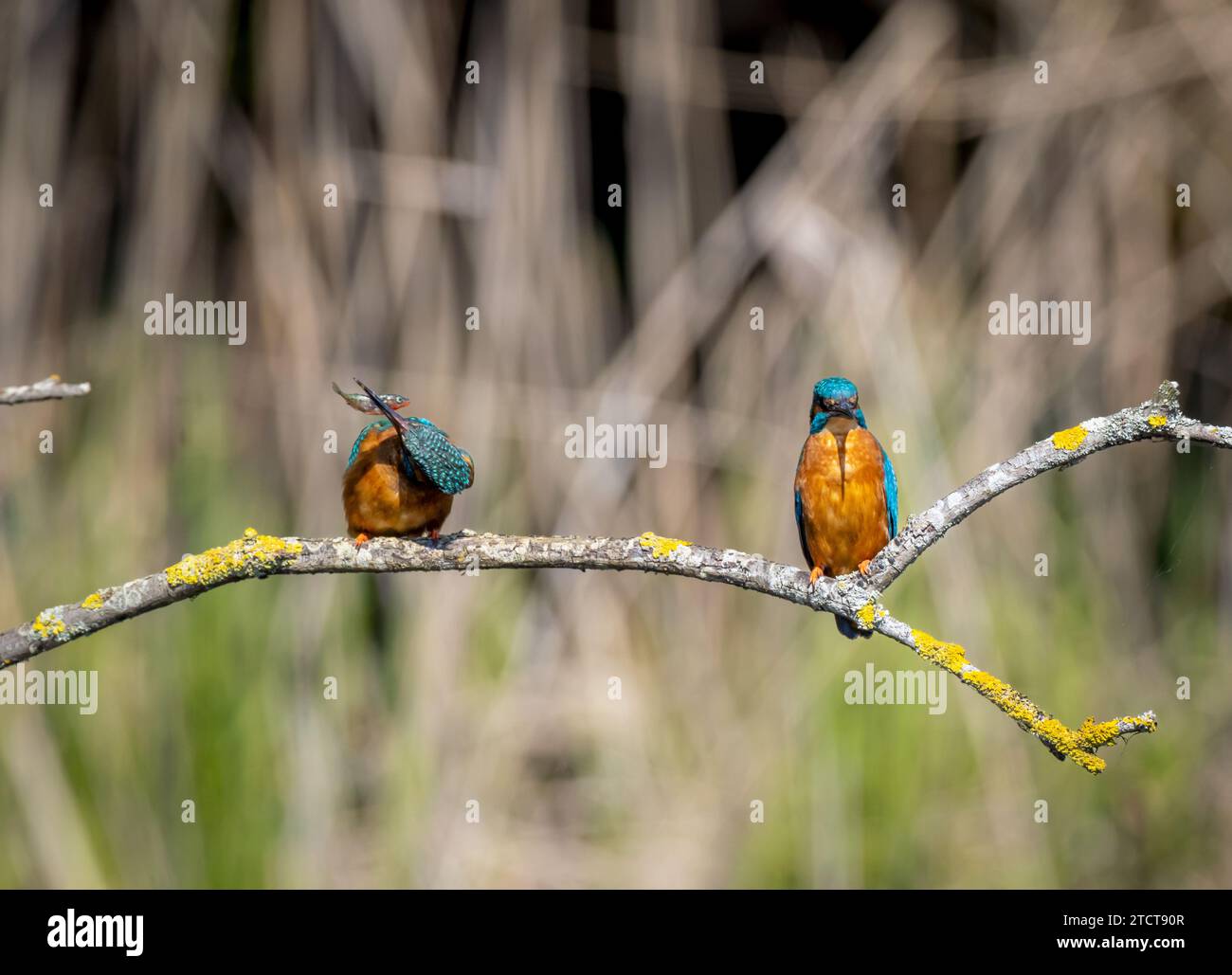 Kingfishers mating ritual UK Stock Photo - Alamy