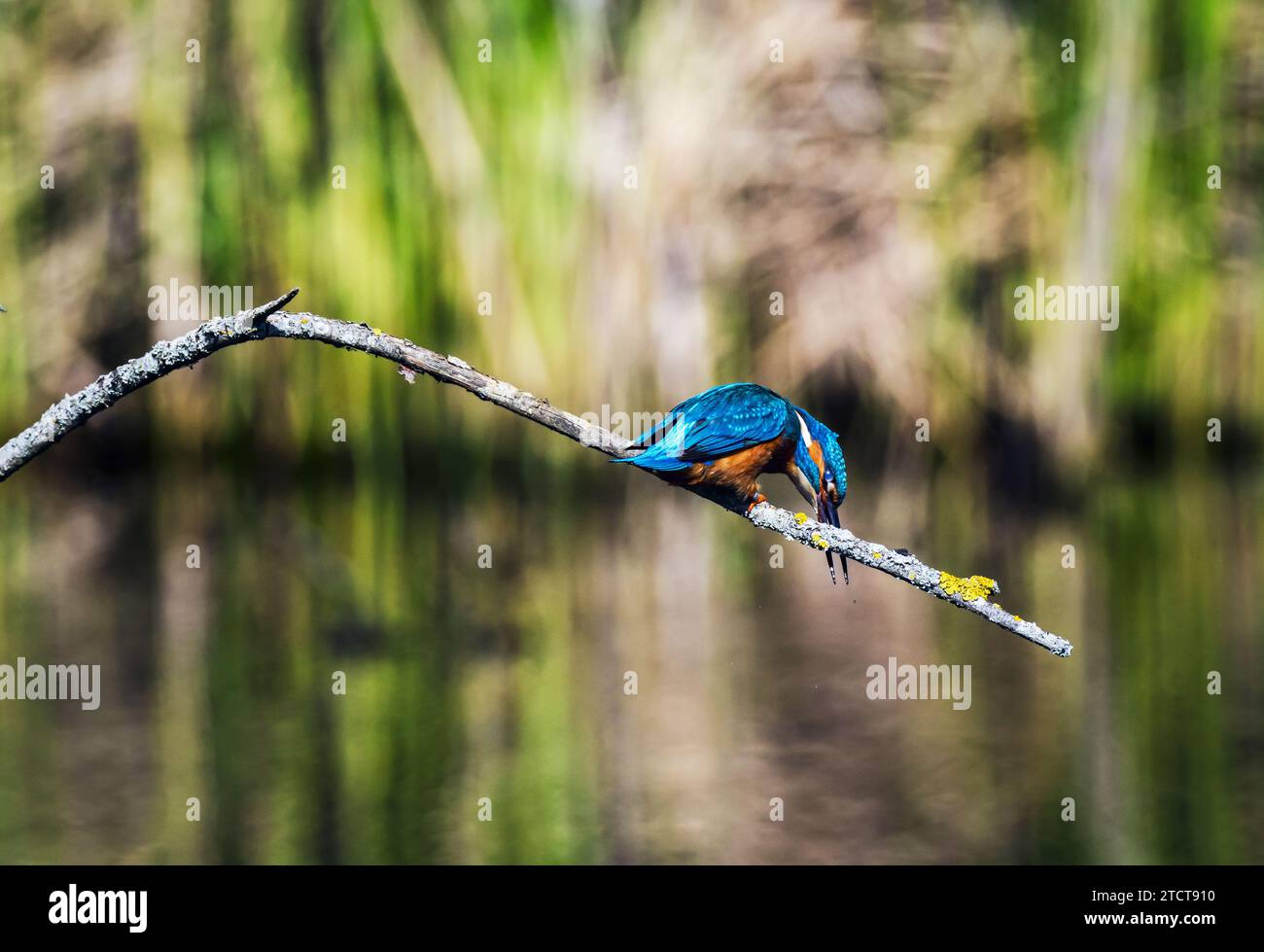 Kingfishers mating ritual UK Stock Photo - Alamy
