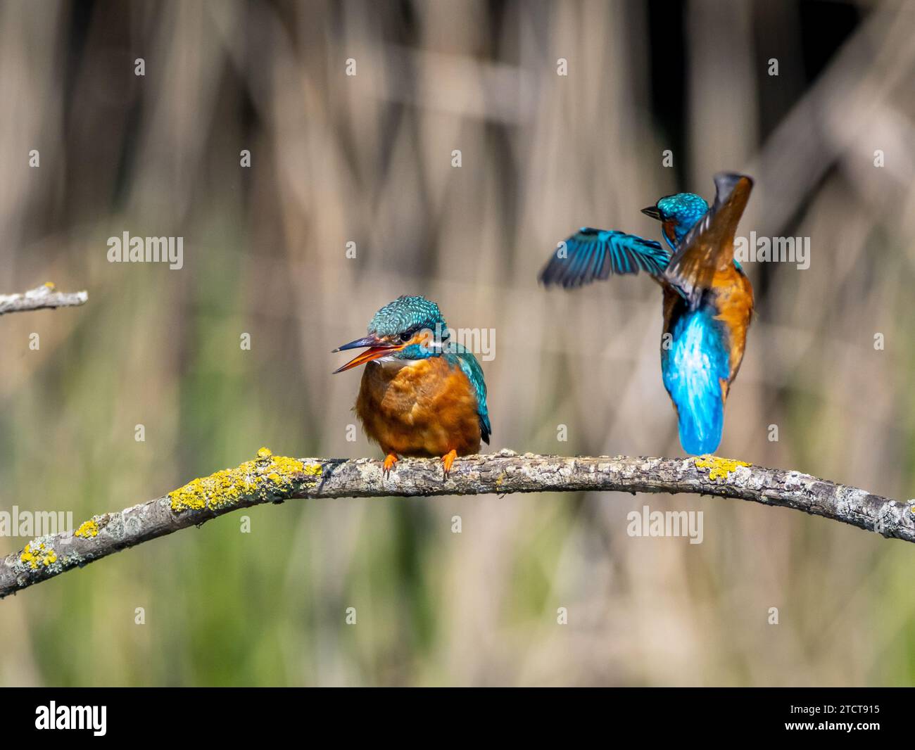 Kingfishers mating ritual UK Stock Photo - Alamy