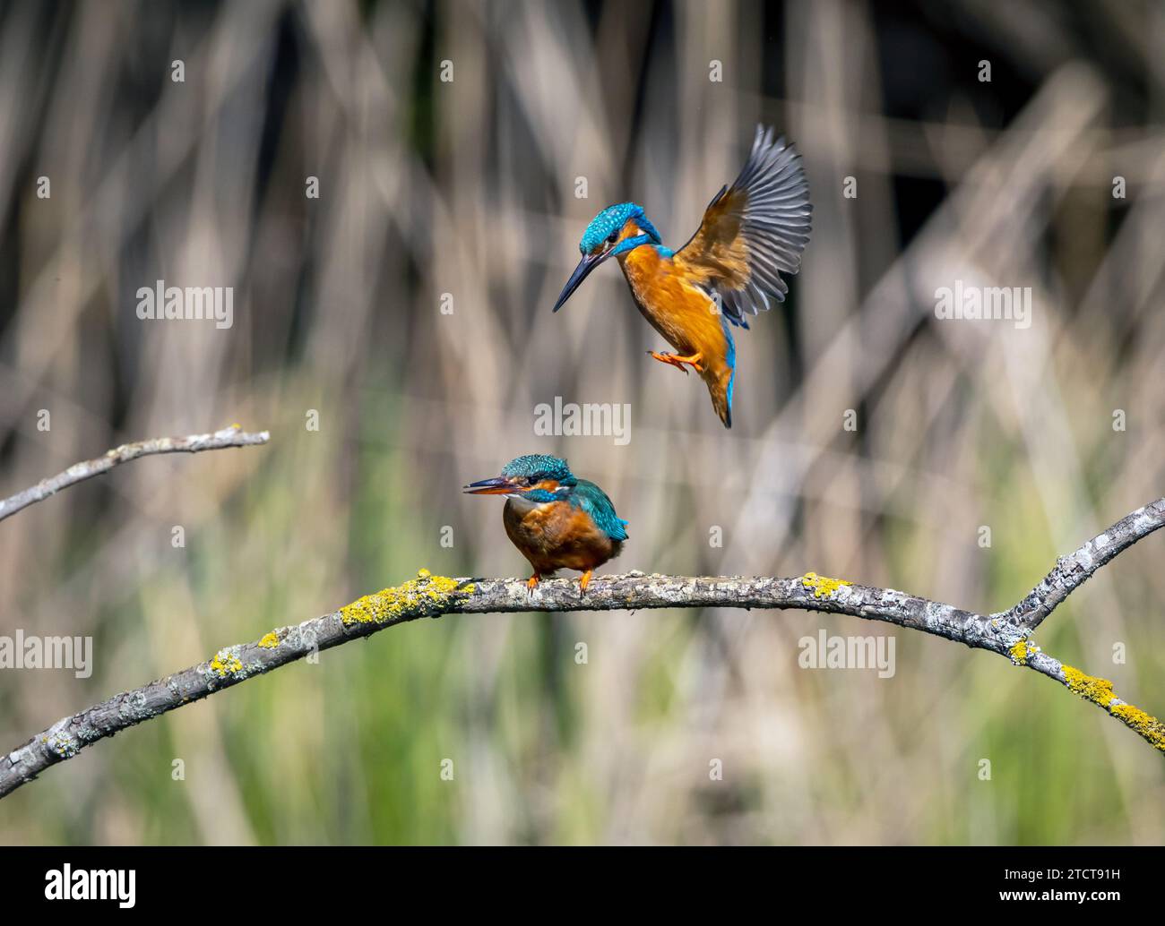 Kingfishers mating ritual UK Stock Photo - Alamy
