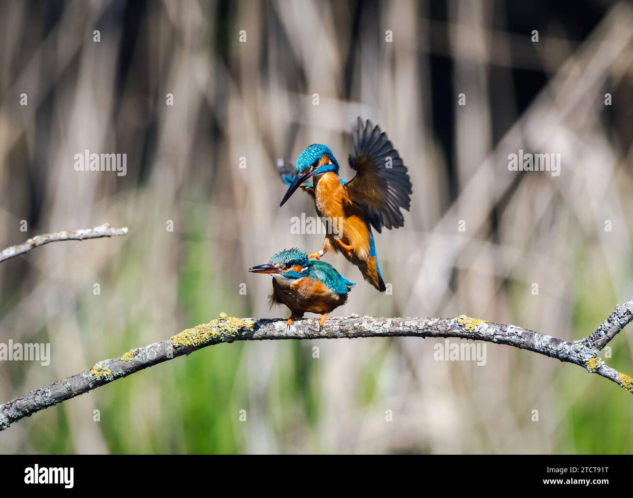 Kingfishers mating ritual UK Stock Photo - Alamy